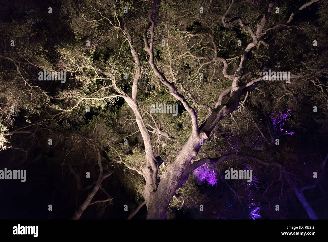Enchanted forest - a beautifully lit majestic tree at night Stock Photo ...