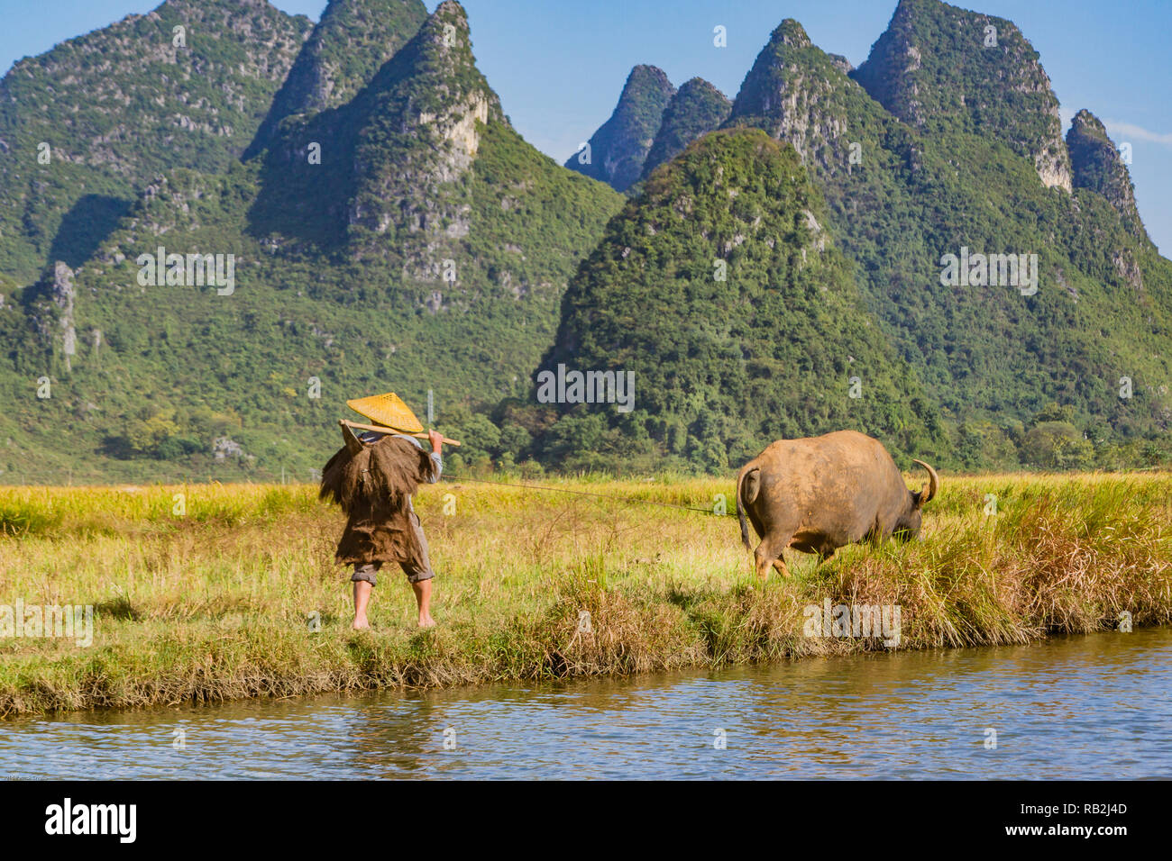 Chinese farmer cow hi-res stock photography and images - Alamy