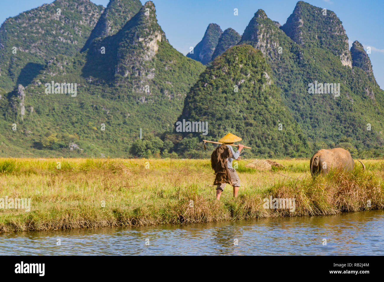 Chinese farmer cow hi-res stock photography and images - Alamy