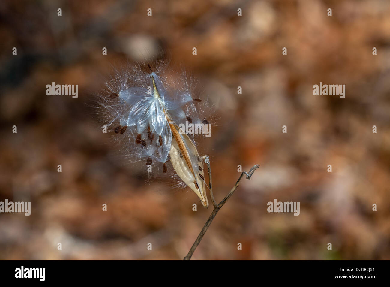 Plant seed dispersal milkweed hi-res stock photography and images - Alamy