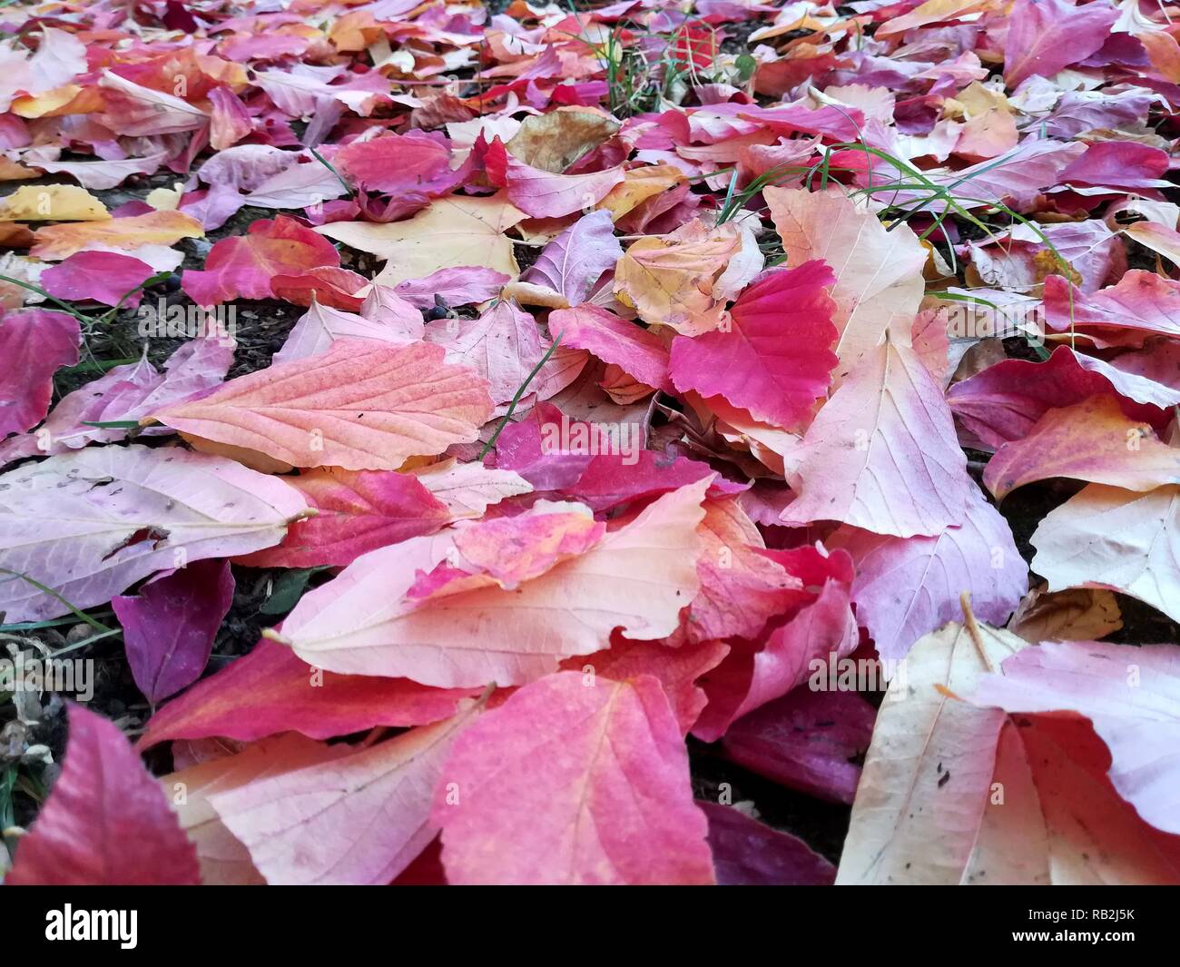 Hidden layer hi-res stock photography and images - Alamy