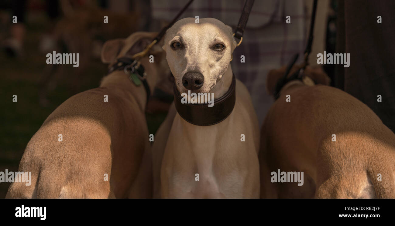 Curious grey white greyhound looking away from her sisters Stock Photo ...