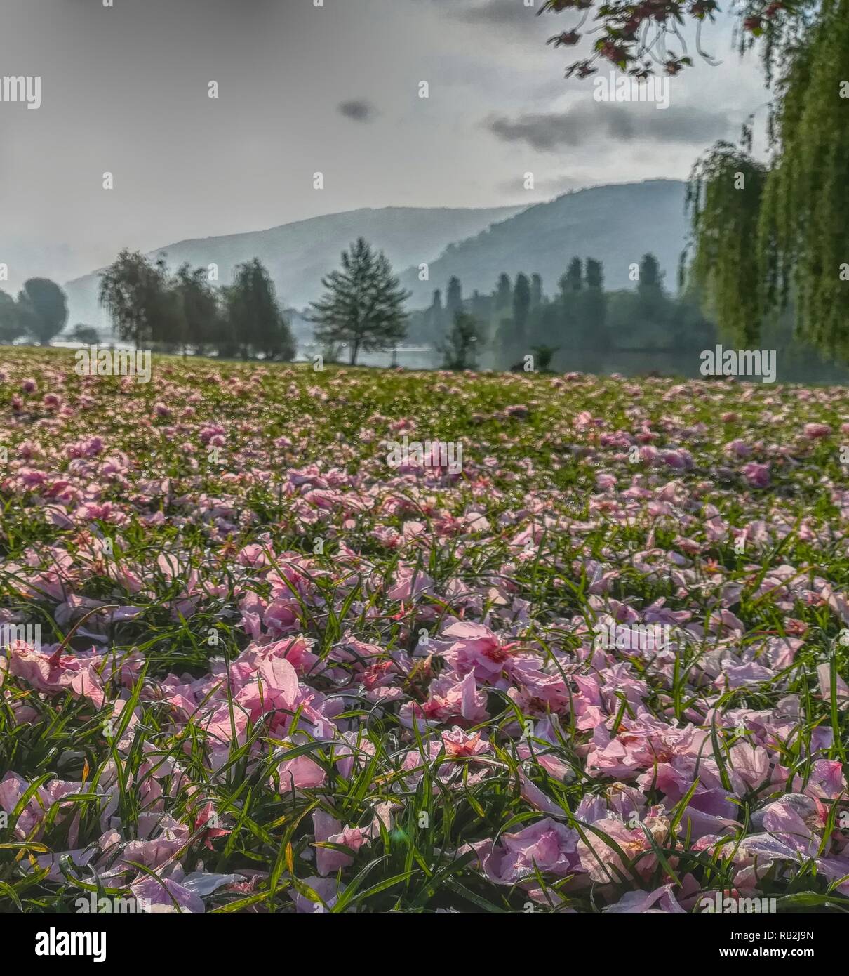 Fallen cherry blossom petals on hi-res stock photography and images - Alamy