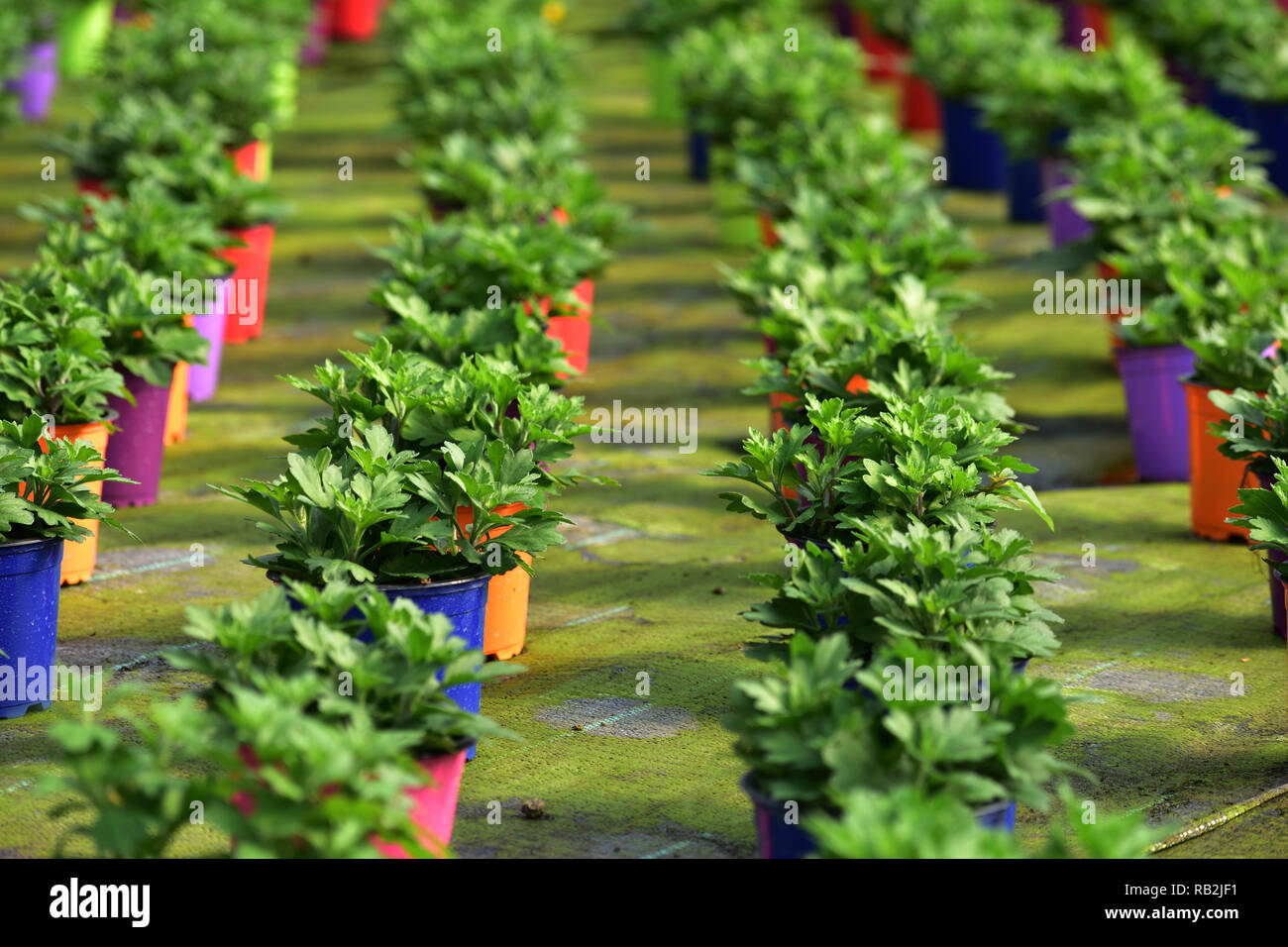 Pot plant top view hi-res stock photography and images - Alamy