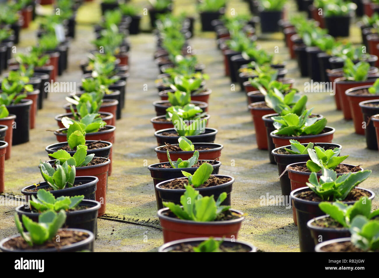 Beautiful plant sampling on different flower pot in a nursery Stock ...