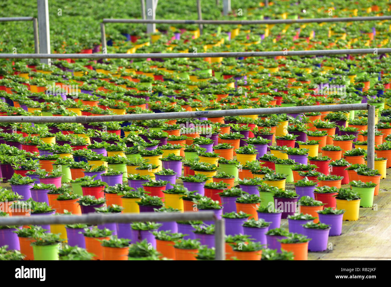 Amazing view of leaves of plant on different colorful pot Stock Photo ...