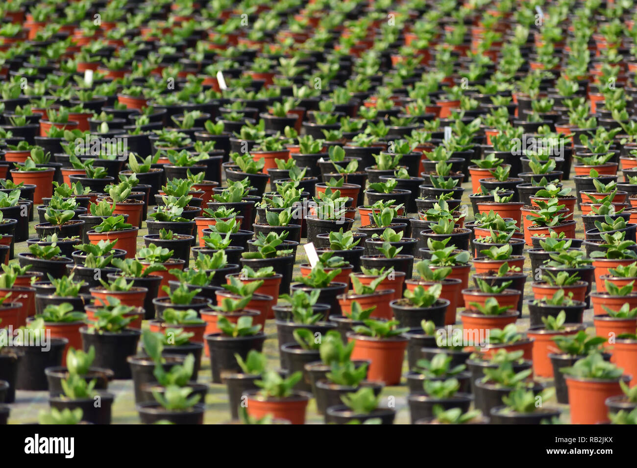 Beautiful plant sampling on different flower pot in a nursery Stock ...