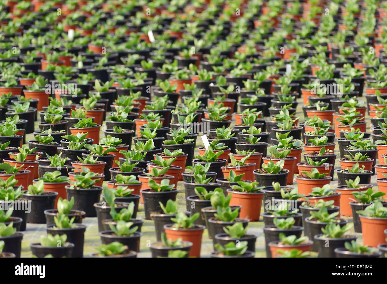 Beautiful plant sampling on different flower pot in a nursery Stock ...