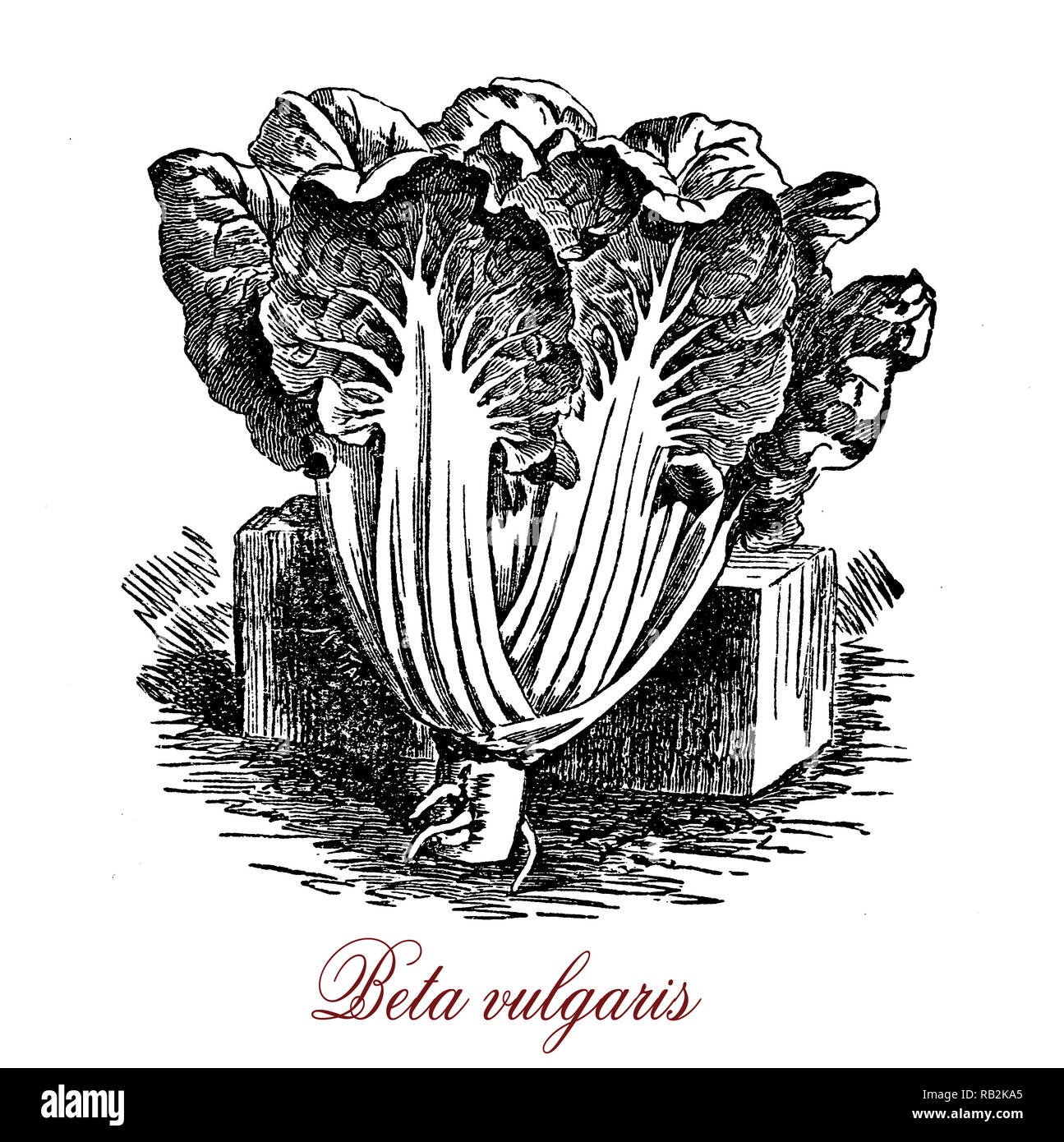 Beta vulgaris illustration hi-res stock photography and images - Alamy
