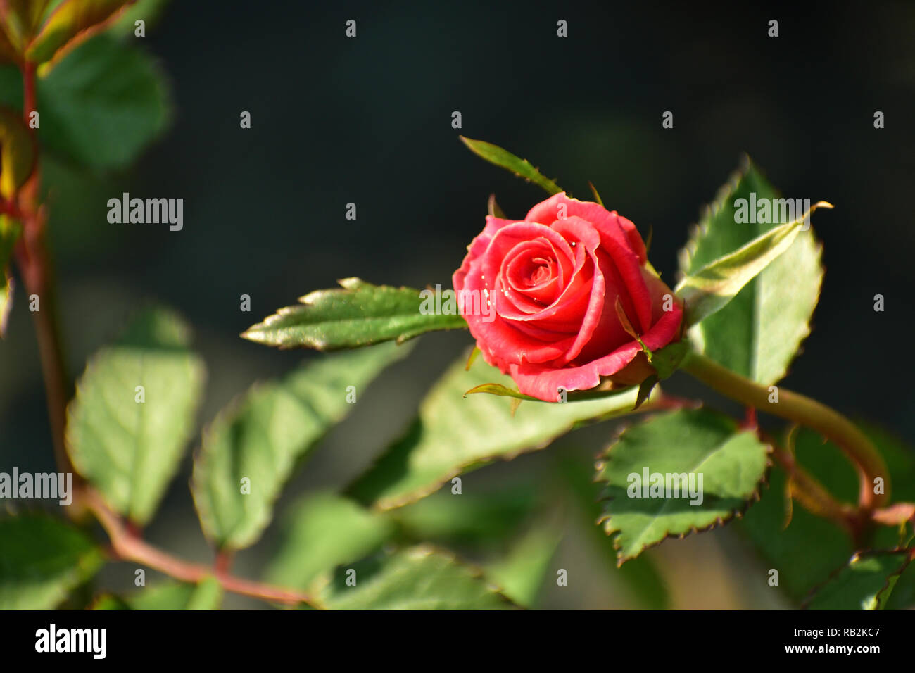 Lovely rose hi-res stock photography and images - Alamy