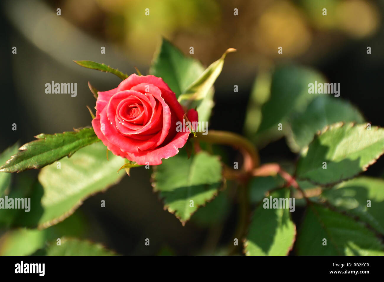 Lovely rose hi-res stock photography and images - Alamy