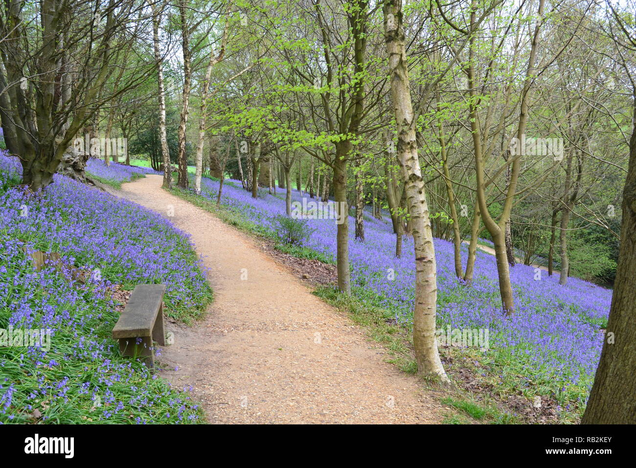 Bluebells at the National Trust's Emmetts Garden and Scord's Wood on ...