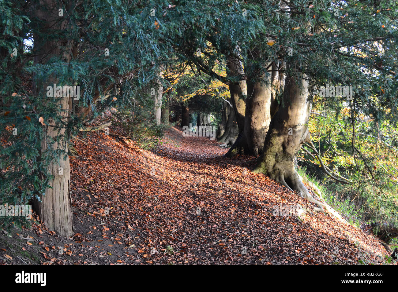 A beautiful holloway path on Wilmot's Hill on the National Trust's ...