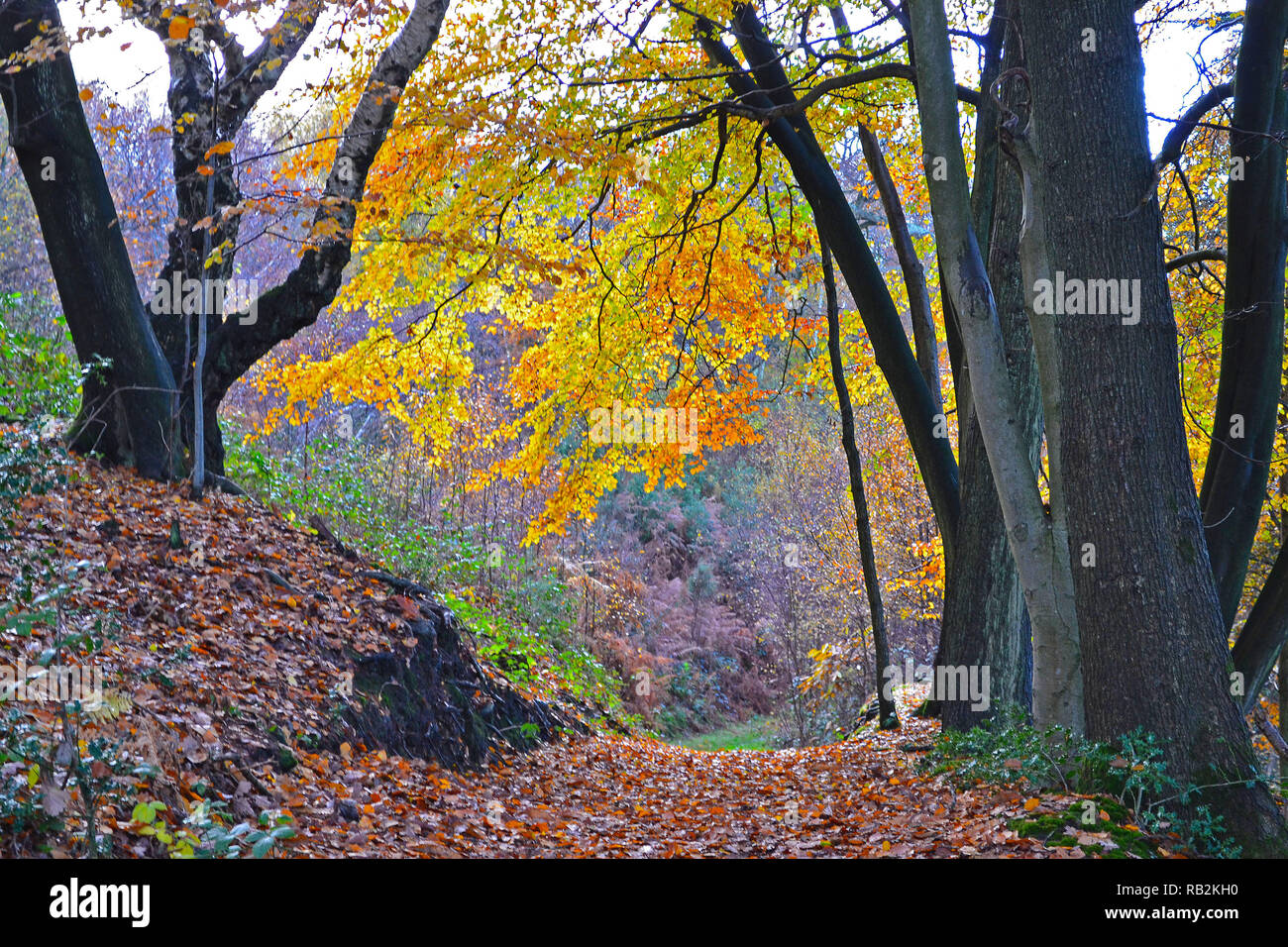 Toys hill kent hi-res stock photography and images - Alamy