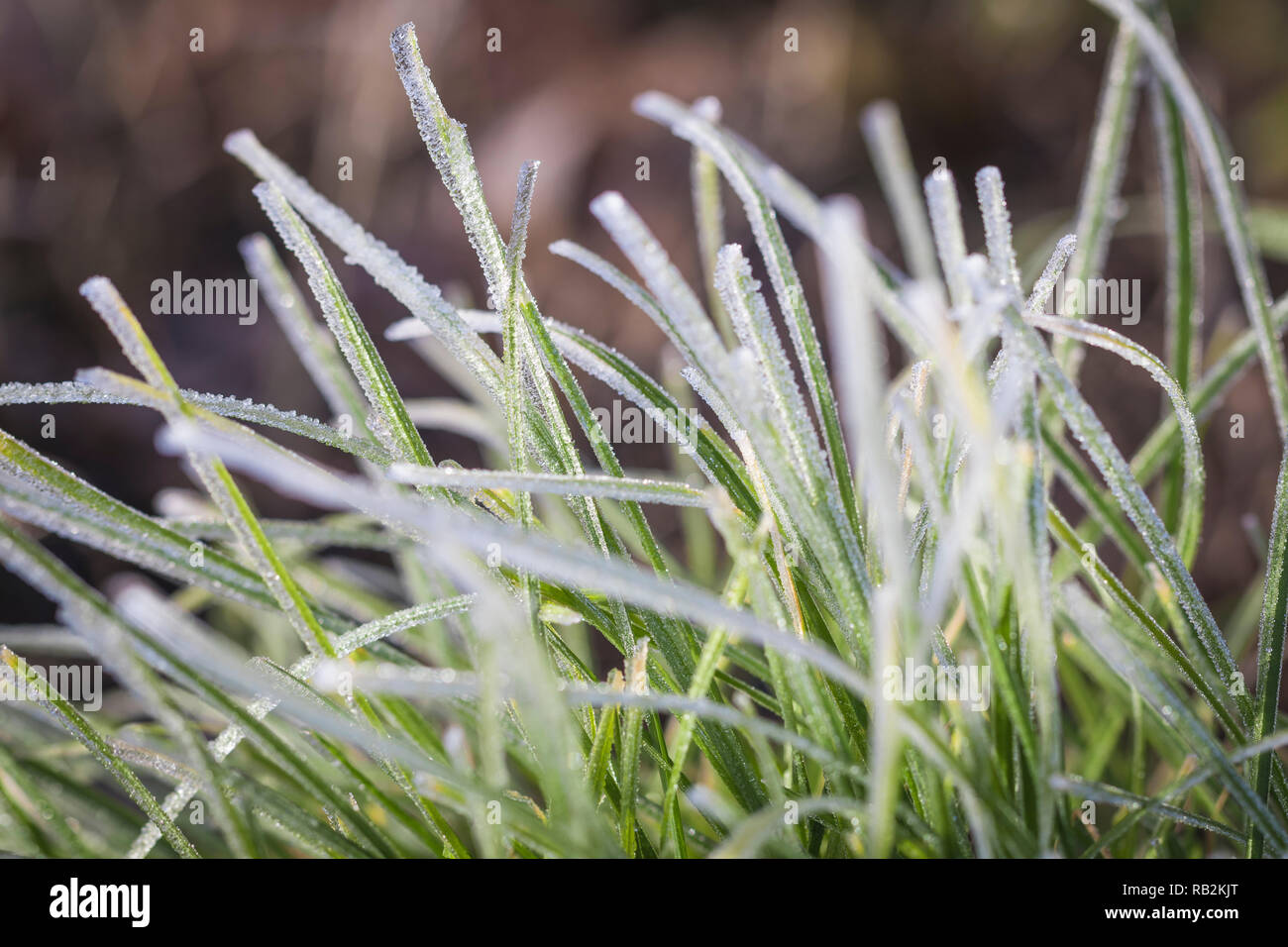 macro photograph of iced grass leaves Stock Photo - Alamy