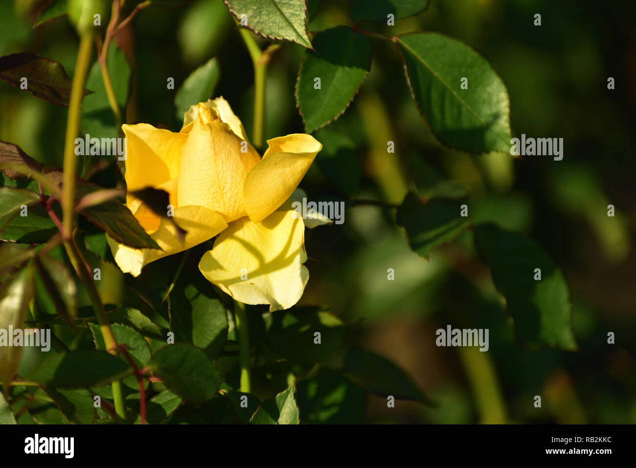 Yellow garden roses pattern hi-res stock photography and images - Alamy