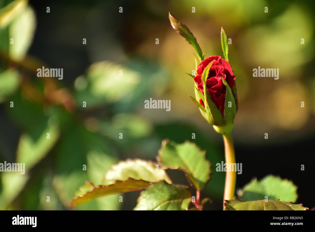Beautiful rosebud in a garden Stock Photo - Alamy