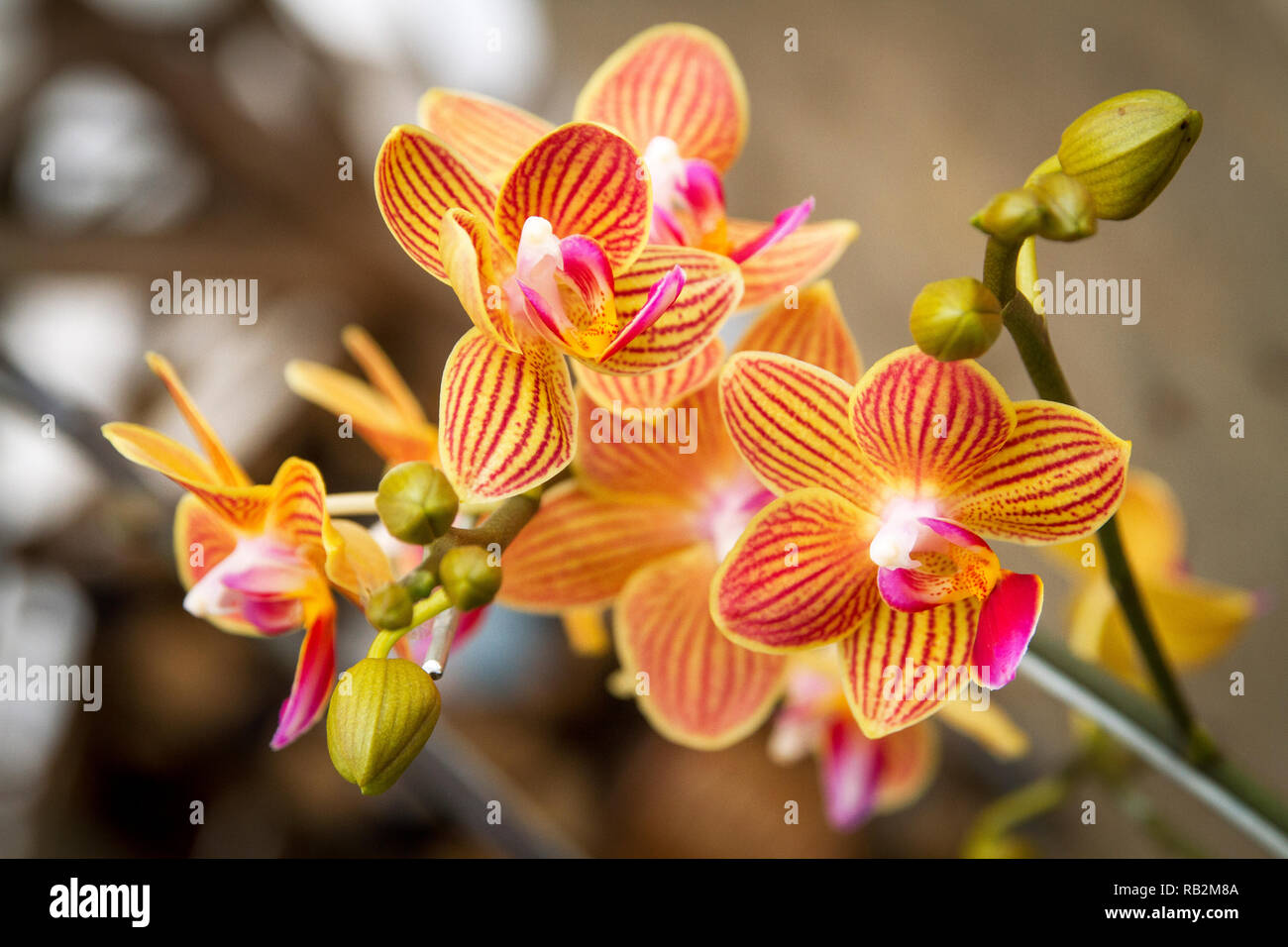 Orchid flower close-up picture Stock Photo - Alamy