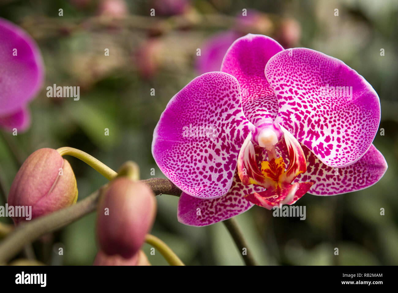 Orchid flower close-up picture Stock Photo - Alamy