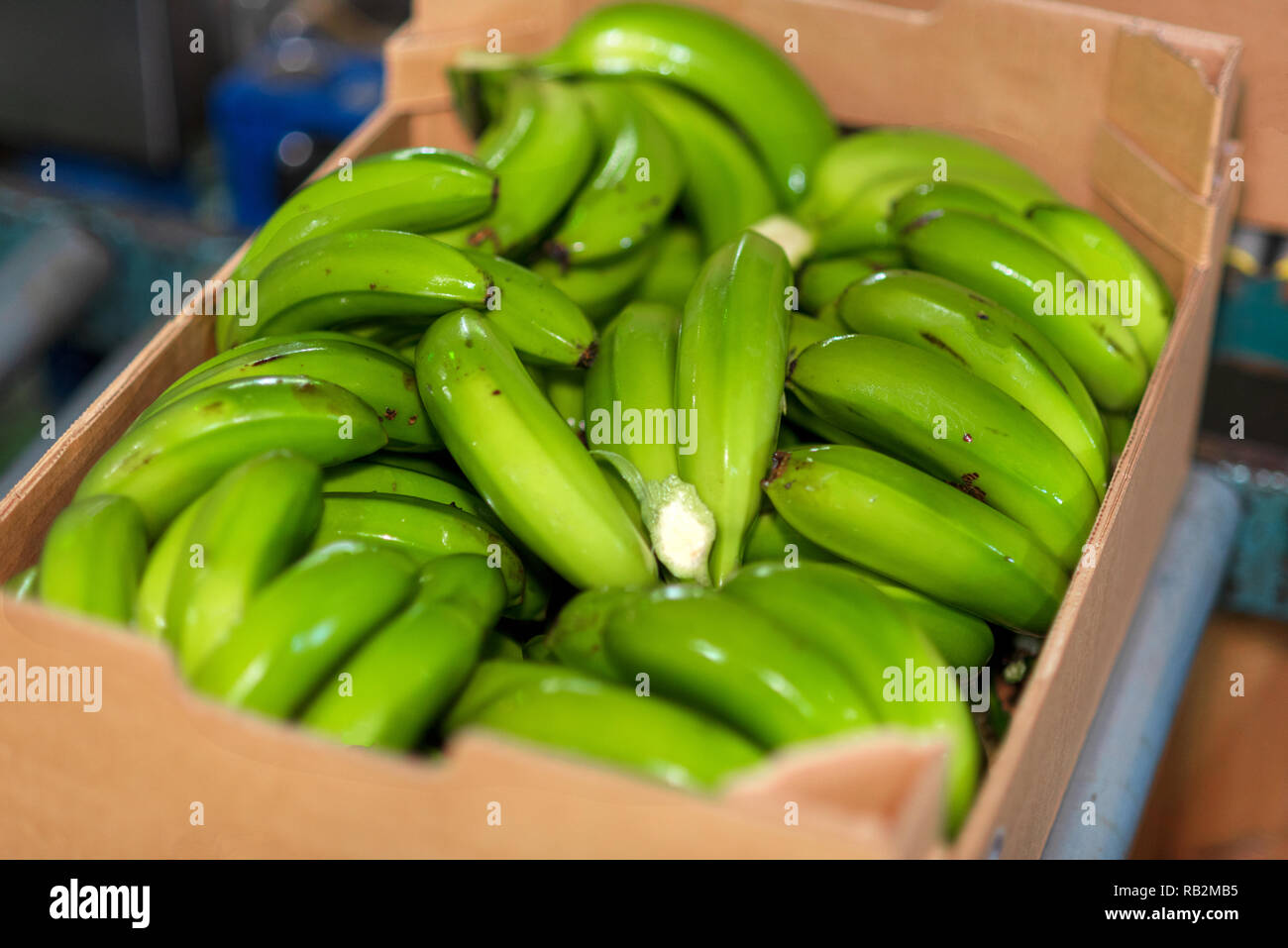banana box full of ripe green banana in packaging chain Stock Photo - Alamy