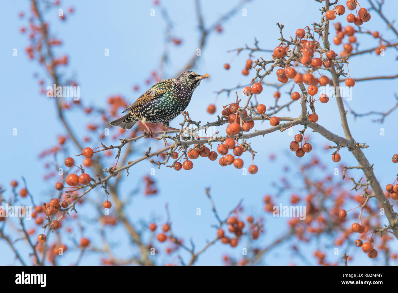 European starling wing feathers hi-res stock photography and images - Alamy