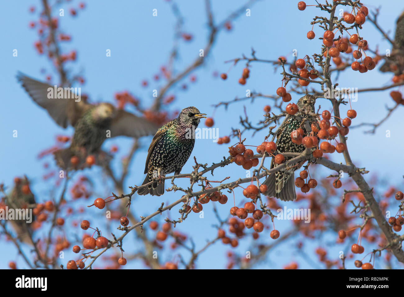 common starling bird in winter Stock Photo - Alamy
