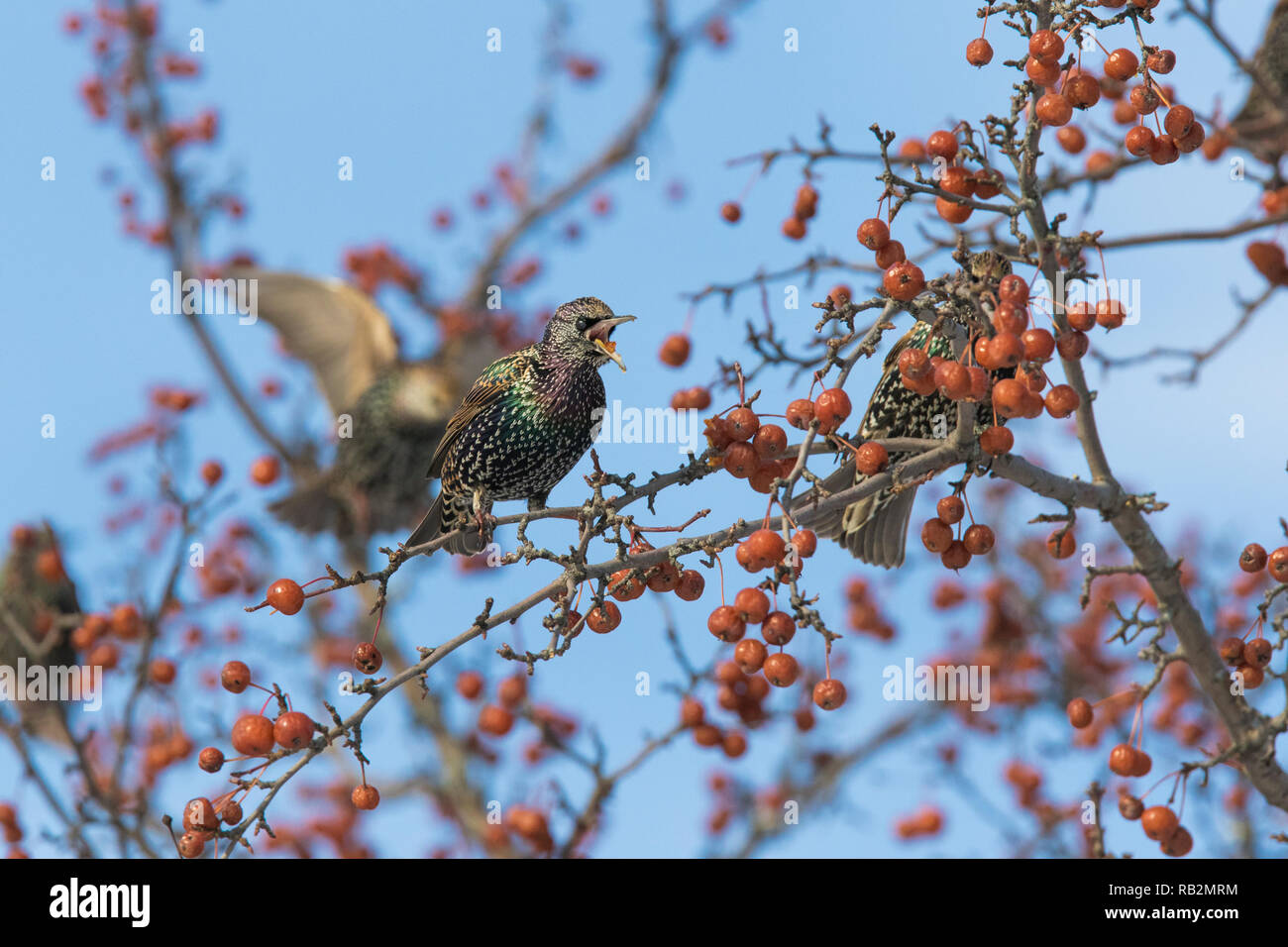 common starling bird in winter Stock Photo - Alamy