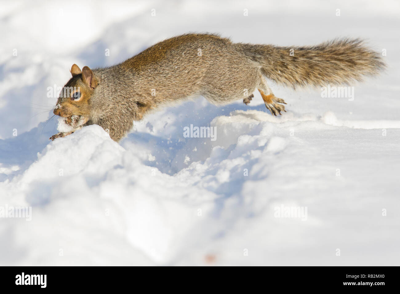 Eastern gray squirrel running in big snow Stock Photo - Alamy