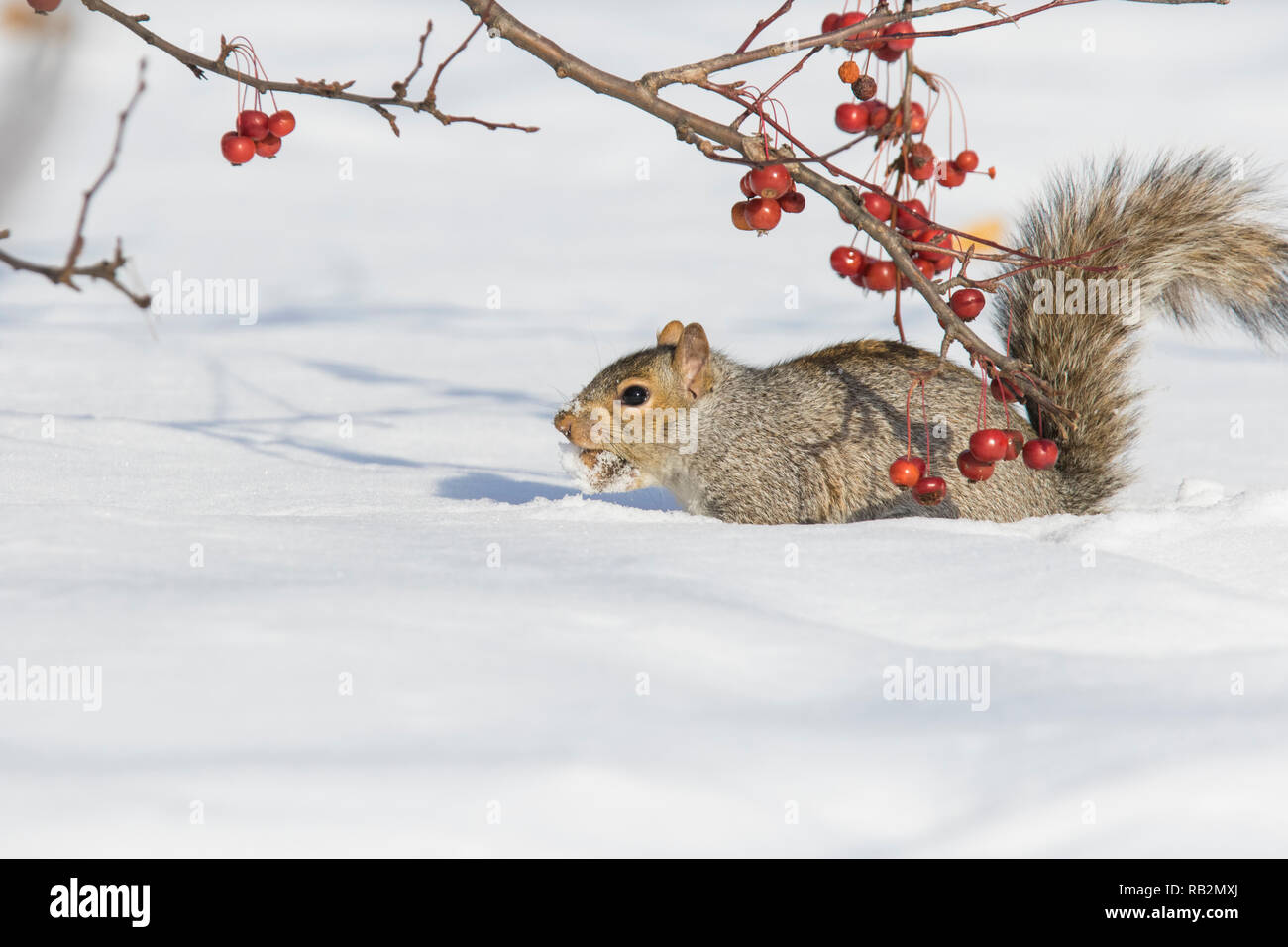 Eastern gray squirrel running in big snow Stock Photo - Alamy