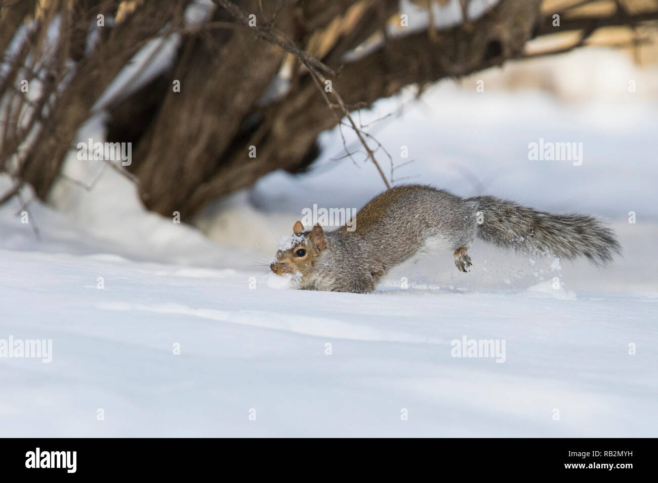 Eastern gray squirrel running in big snow Stock Photo - Alamy