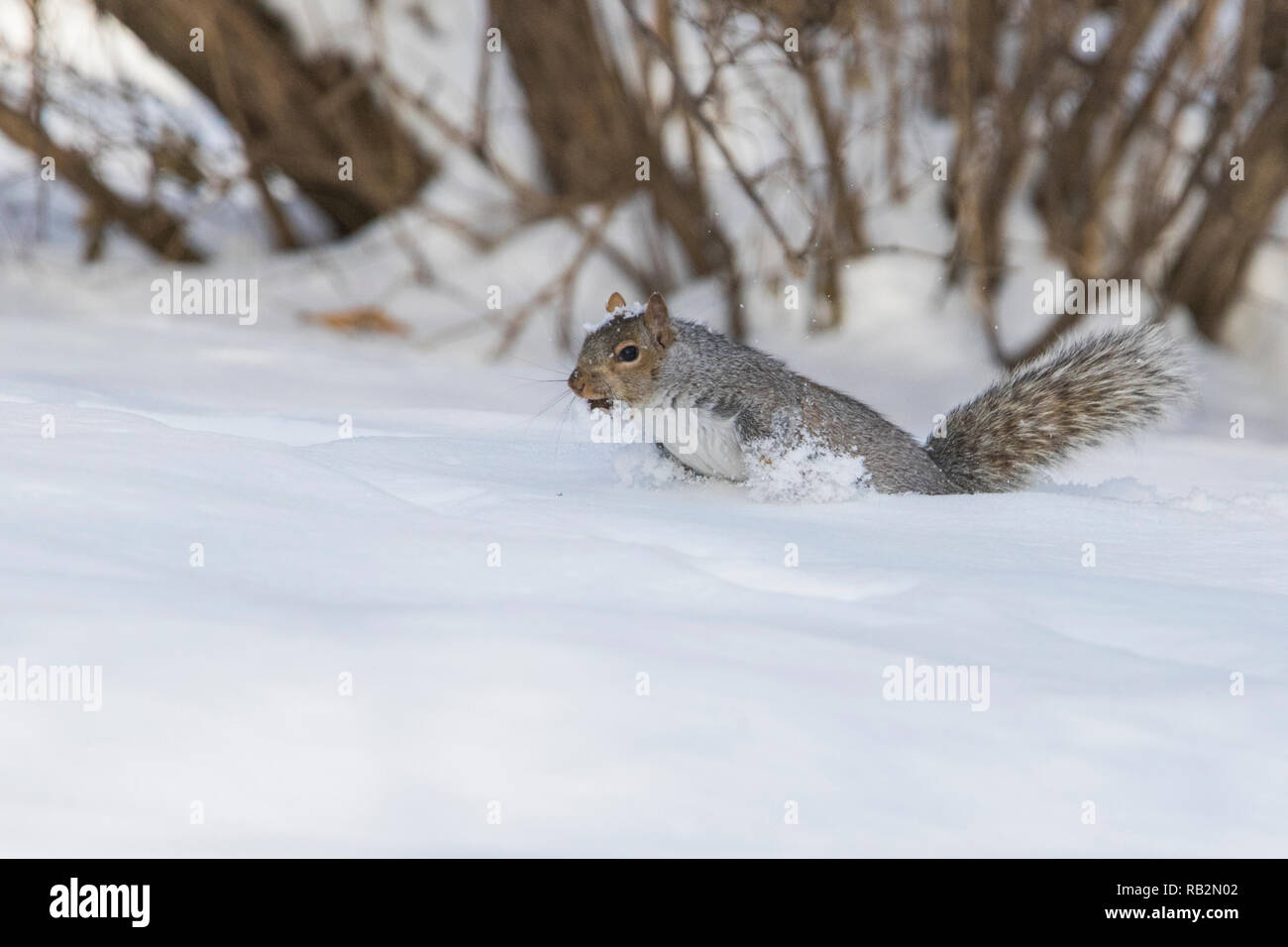 Eastern gray squirrel running in big snow Stock Photo - Alamy