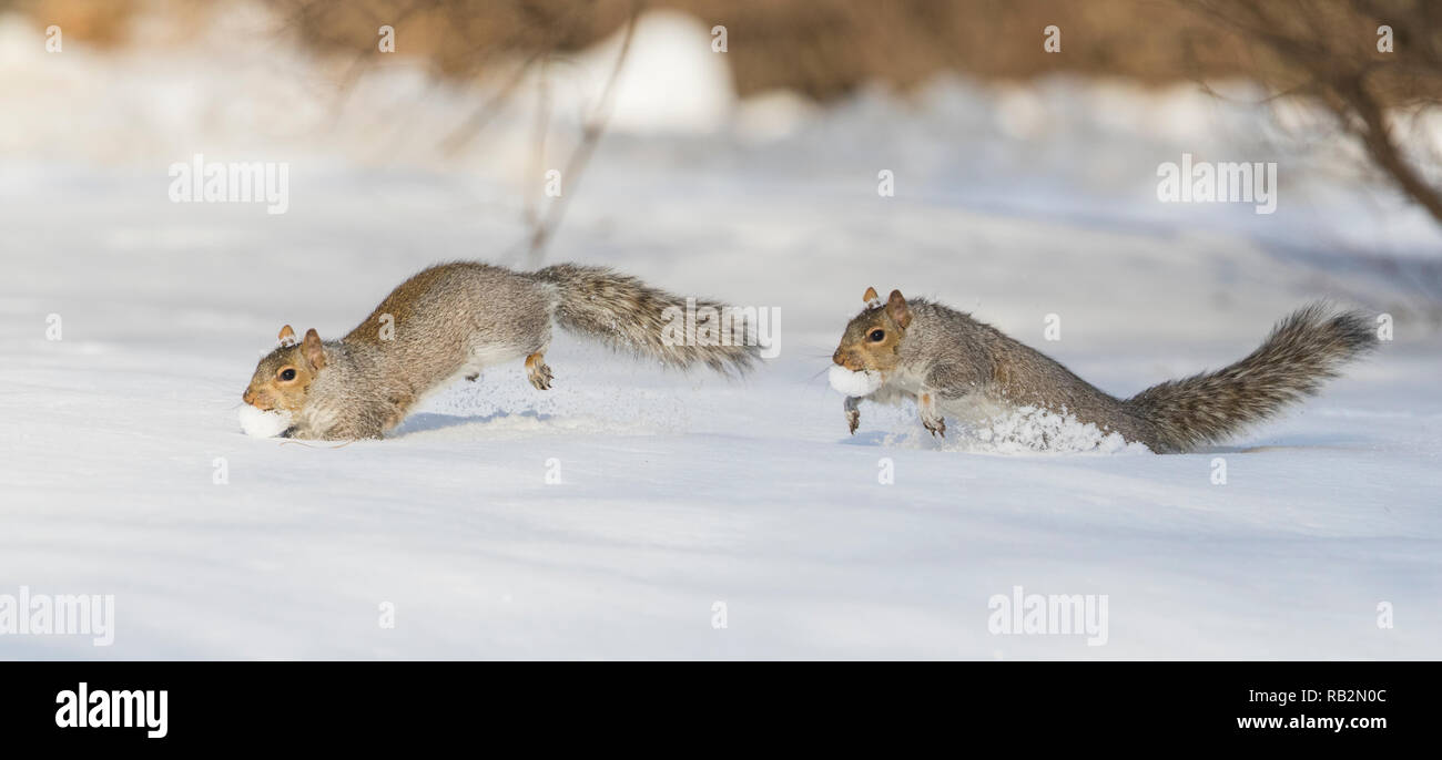 Eastern gray squirrel running in big snow Stock Photo - Alamy