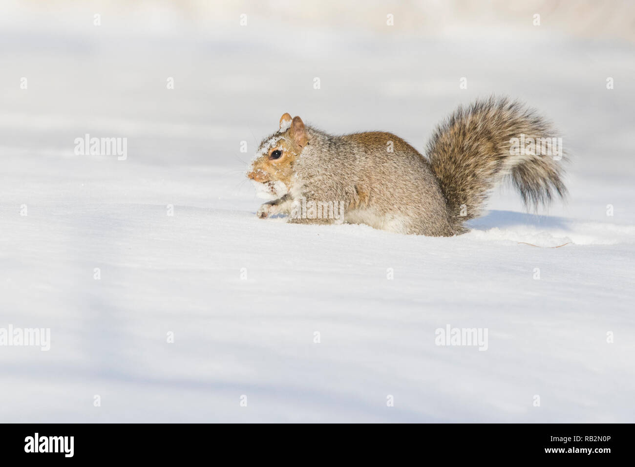 Eastern gray squirrel running in big snow Stock Photo - Alamy