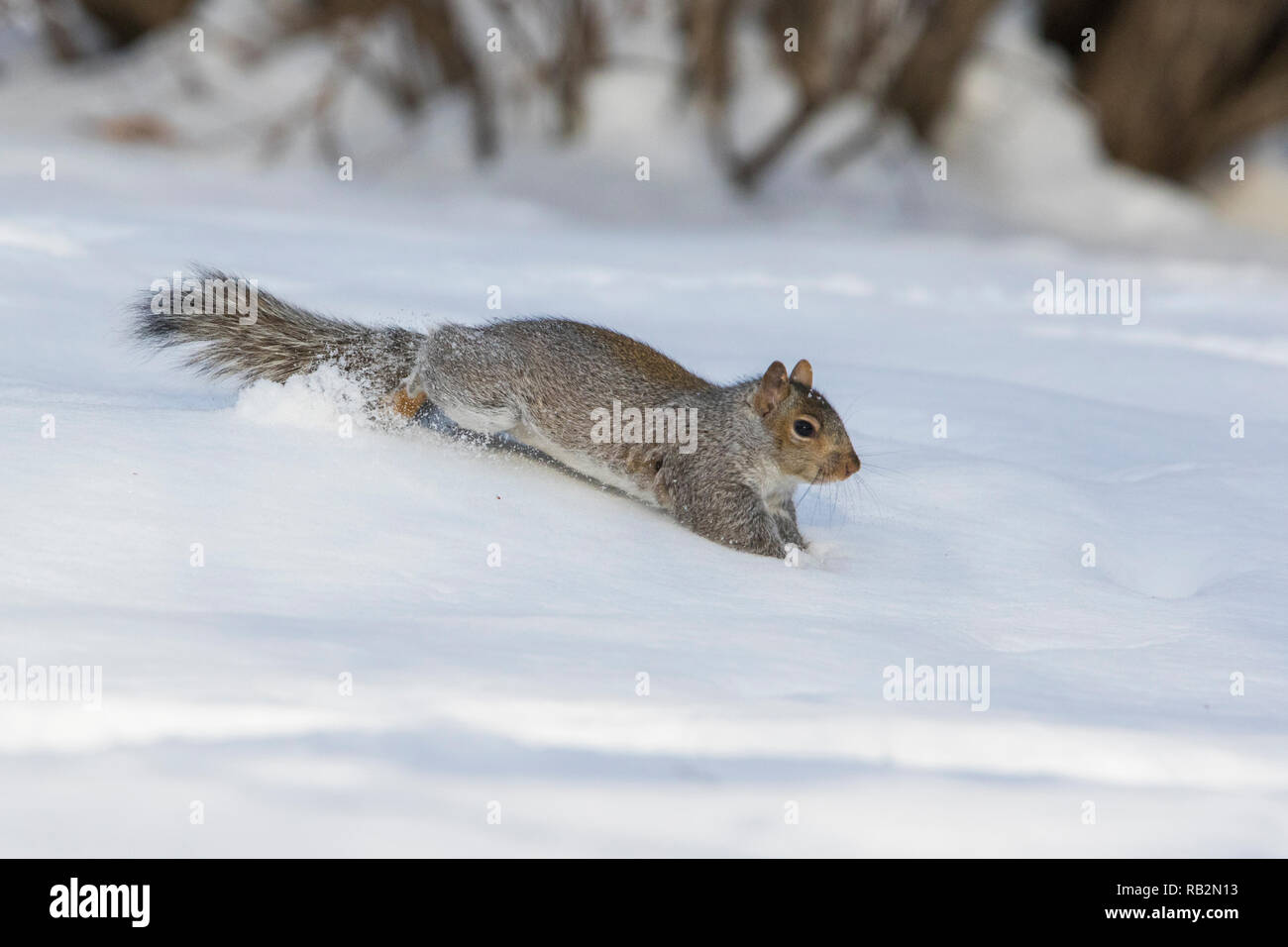 Eastern gray squirrel running in big snow Stock Photo - Alamy