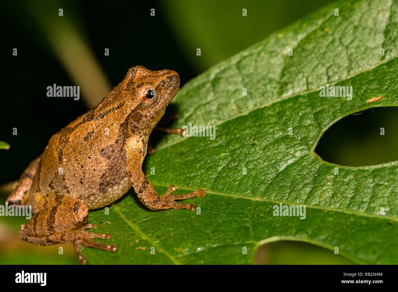 Spring Peeper (Pseudacris crucifer crucifer Stock Photo - Alamy