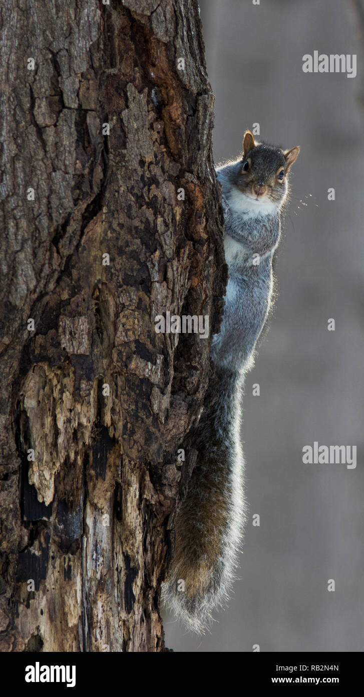 eastern gray squirrel (Sciurus carolinensis Stock Photo - Alamy