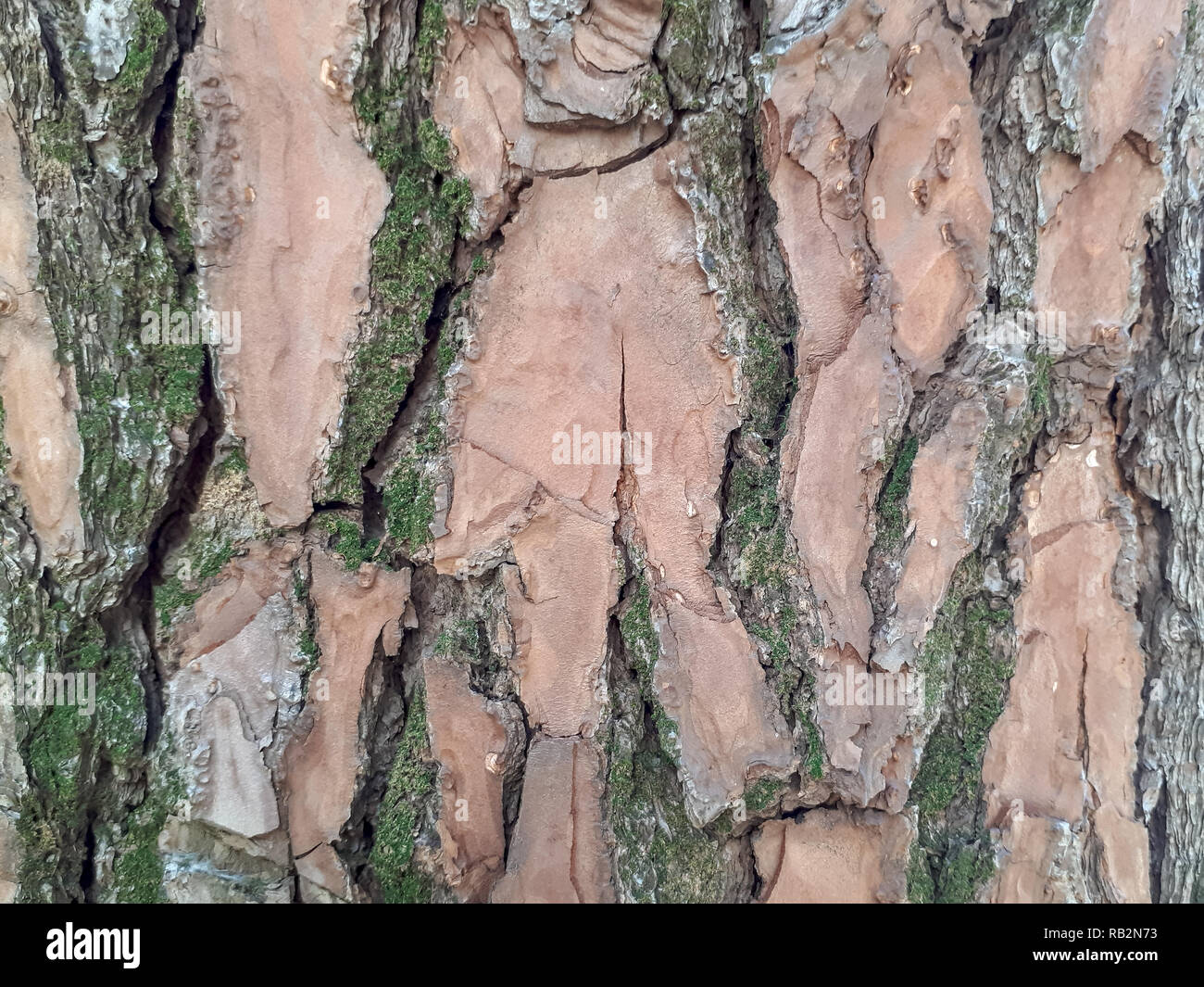 A beautiful textured rustic trunk of a tree with wide plaques, and ...