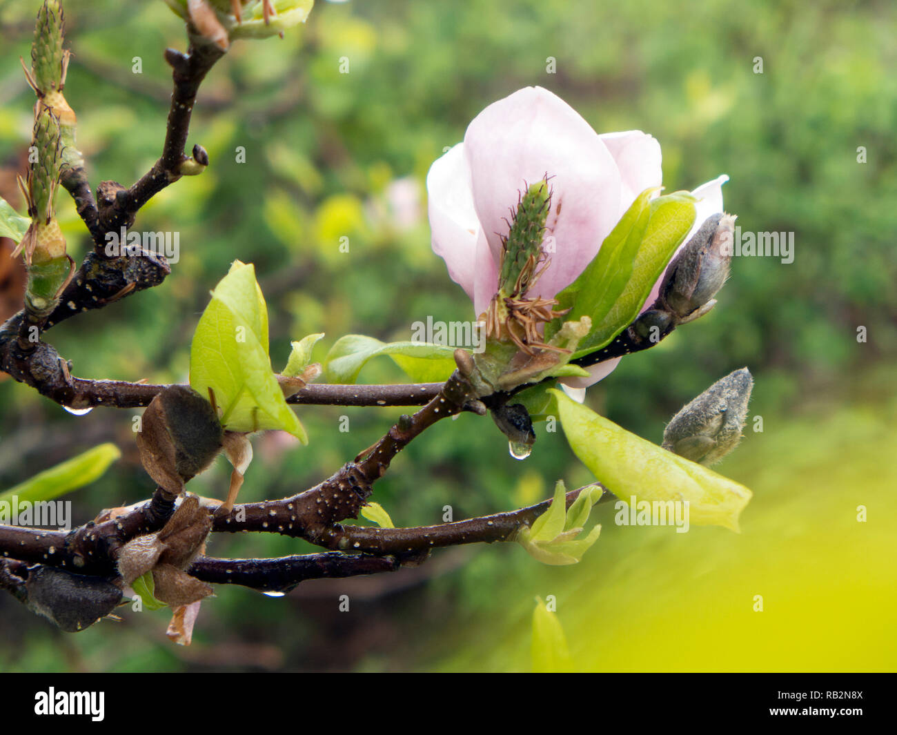 Pink bloom hi-res stock photography and images - Alamy