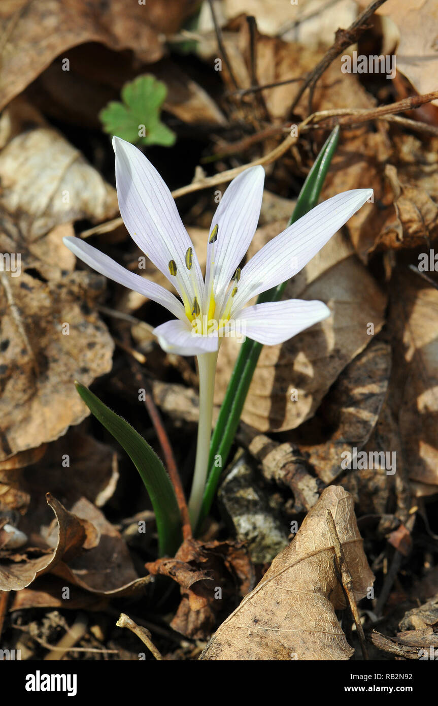 Hungaricum hi-res stock photography and images - Alamy