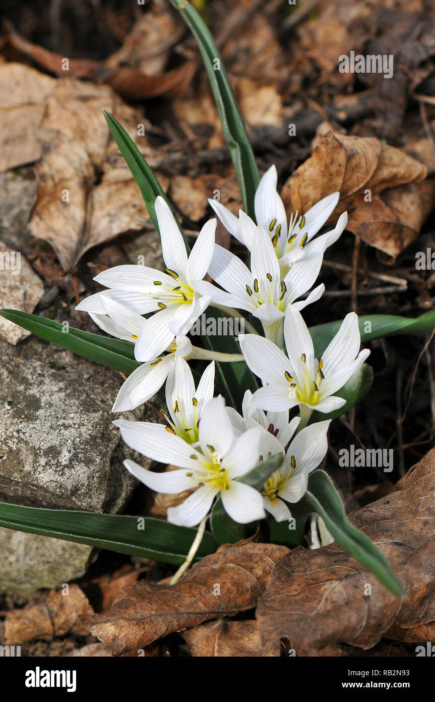 Colchicum, magyar kikerics, Colchicum hungaricum, Ungarische Zeitlose ...