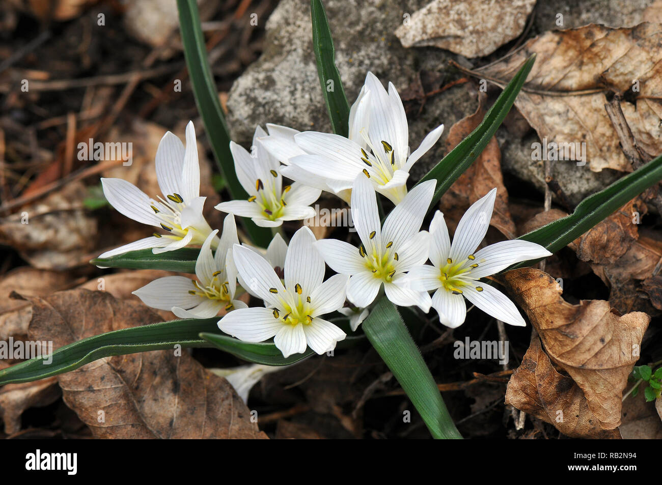 Colchicum, magyar kikerics, Colchicum hungaricum, Ungarische Zeitlose ...