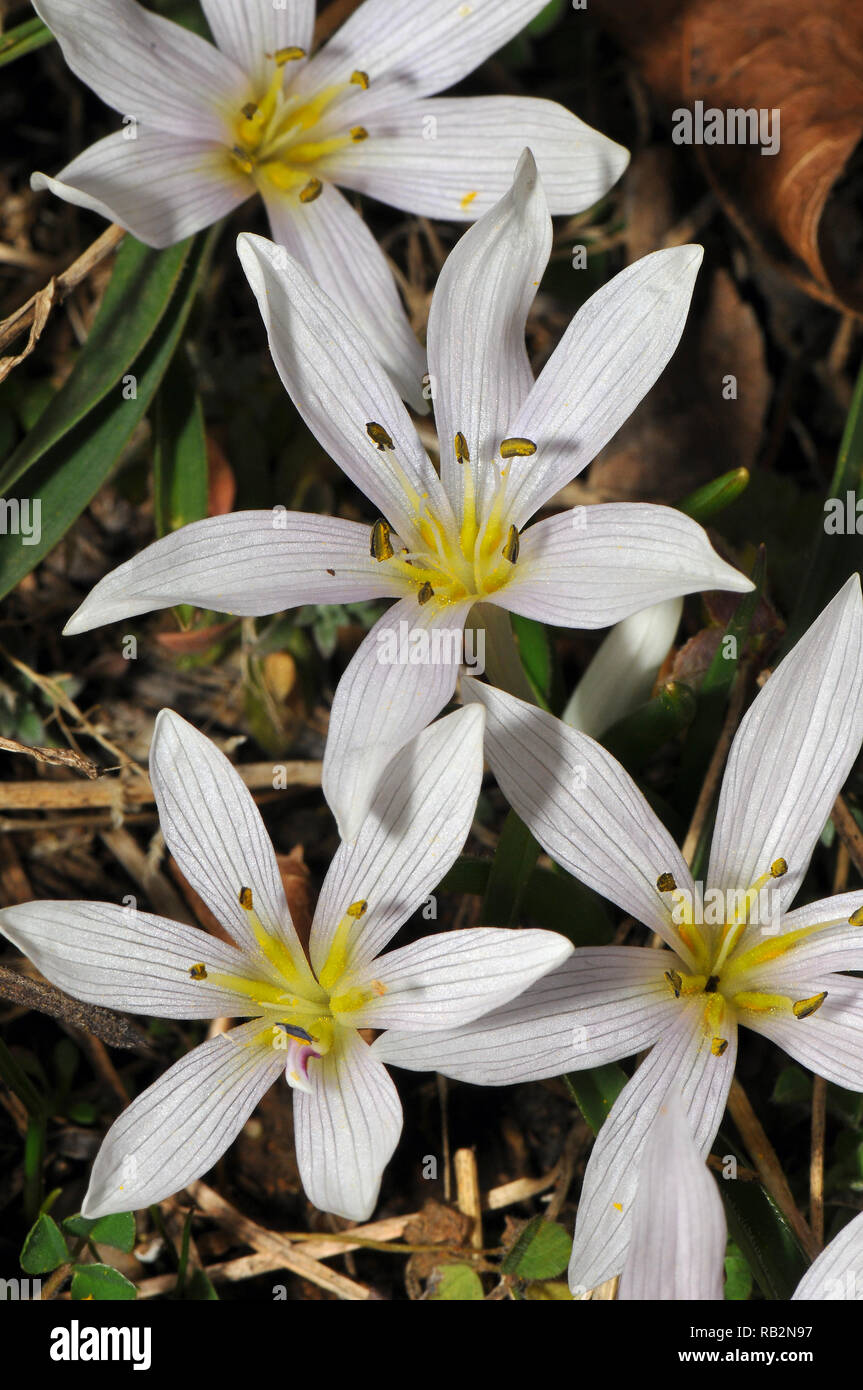 Colchicum, magyar kikerics, Colchicum hungaricum, Ungarische Zeitlose ...