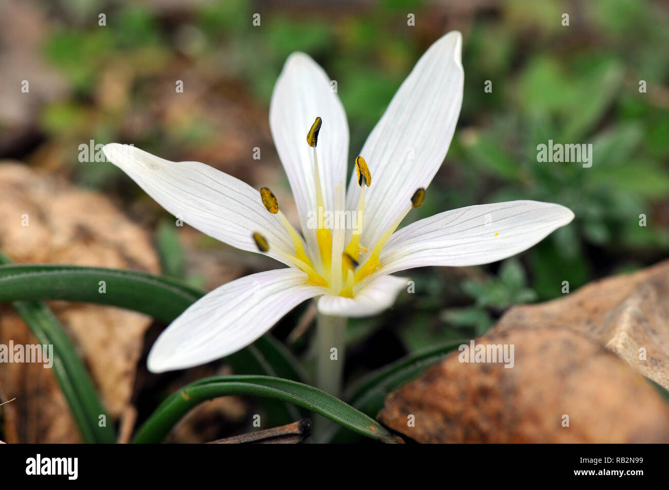 Hungaricum hi-res stock photography and images - Alamy