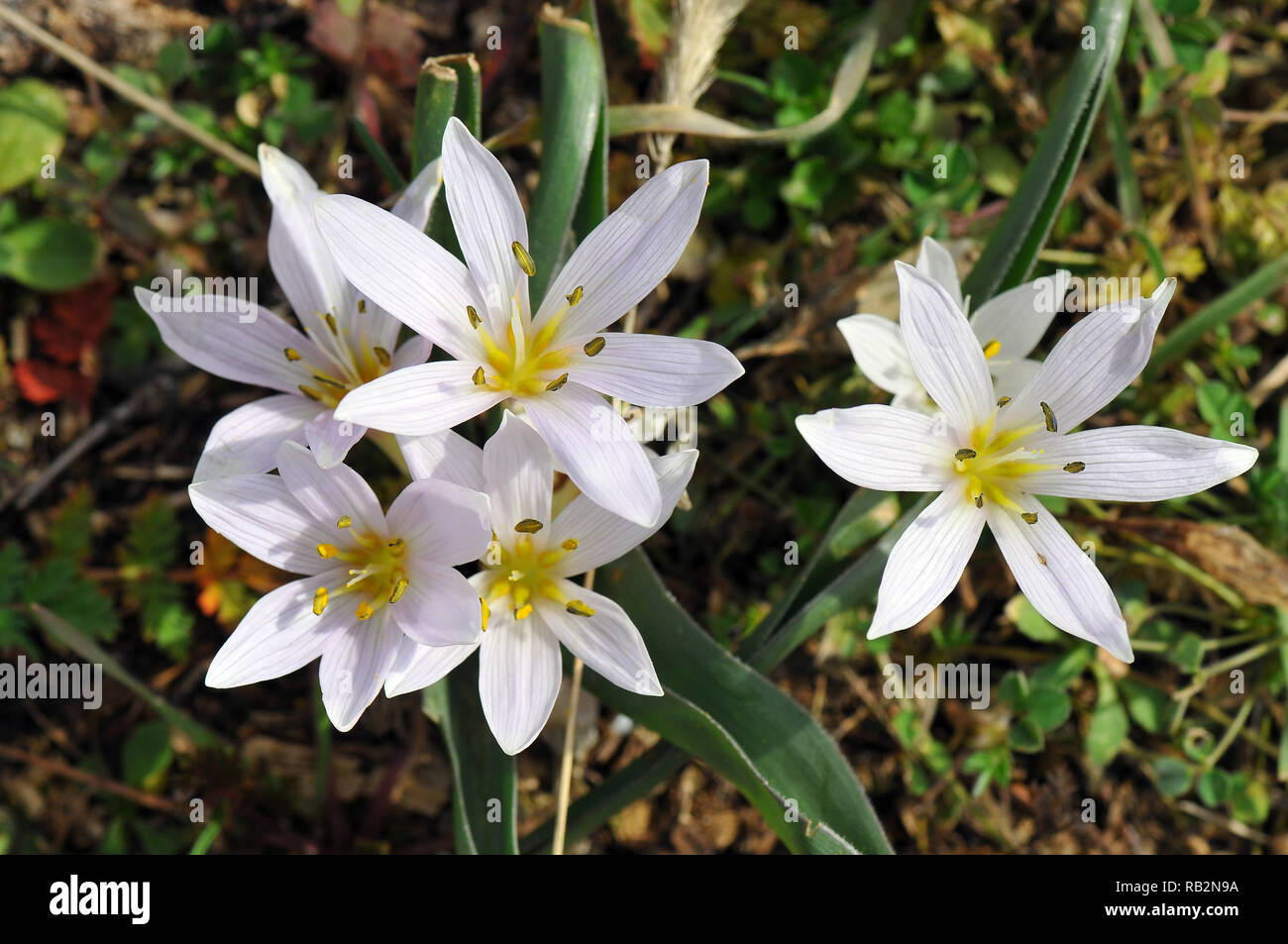 Colchicum, magyar kikerics, Colchicum hungaricum, Ungarische Zeitlose ...