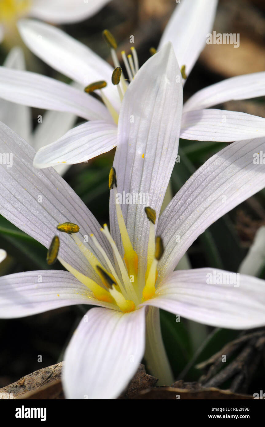Colchicum, magyar kikerics, Colchicum hungaricum, Ungarische Zeitlose ...