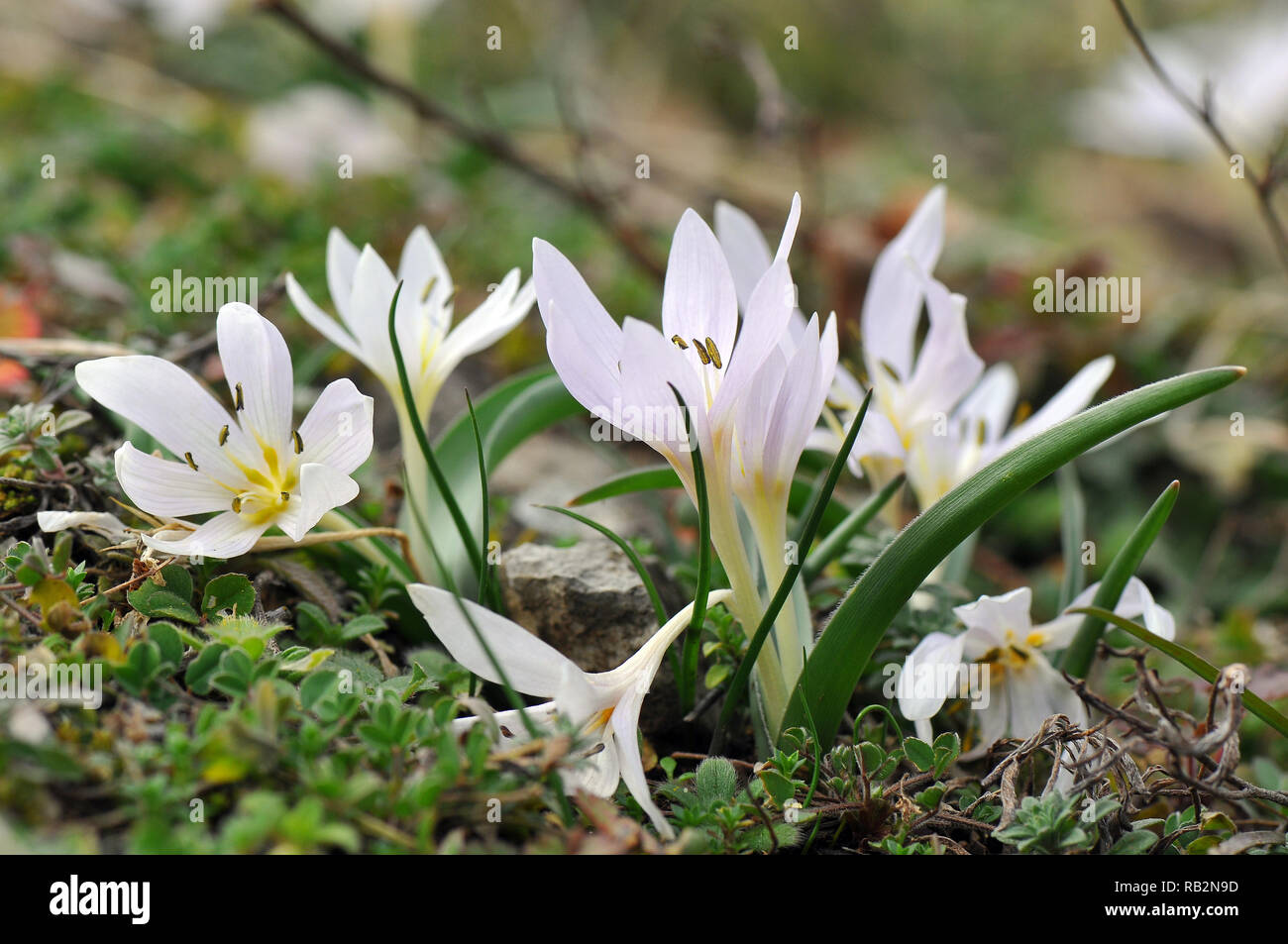 Colchicum, magyar kikerics, Colchicum hungaricum, Ungarische Zeitlose ...