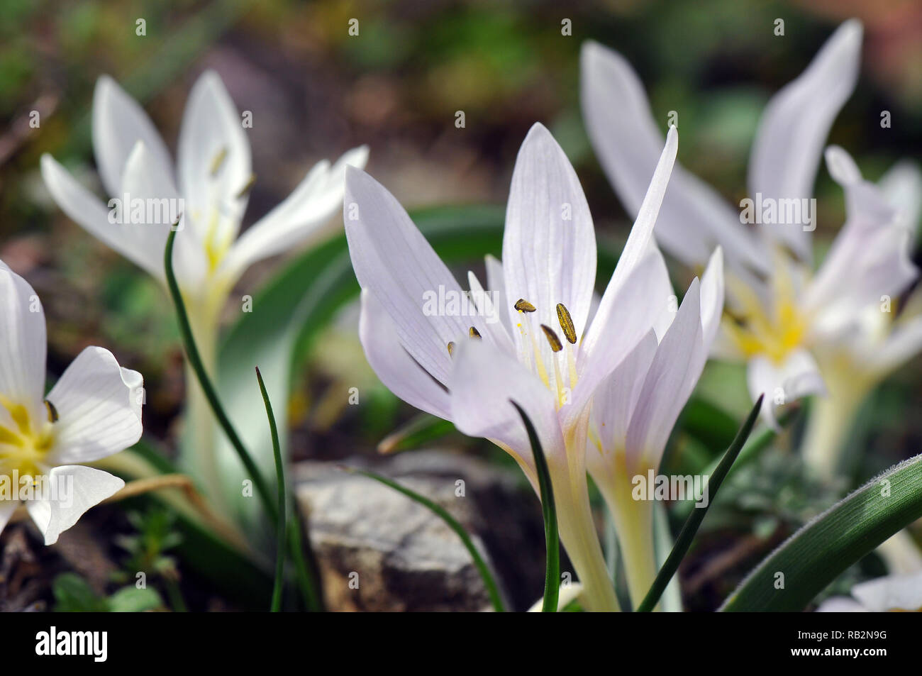 Colchicum, magyar kikerics, Colchicum hungaricum, Ungarische Zeitlose ...