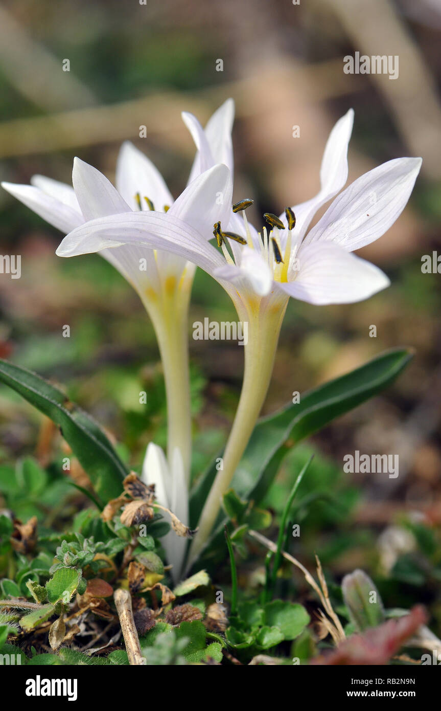 Colchicum, magyar kikerics, Colchicum hungaricum, Ungarische Zeitlose ...