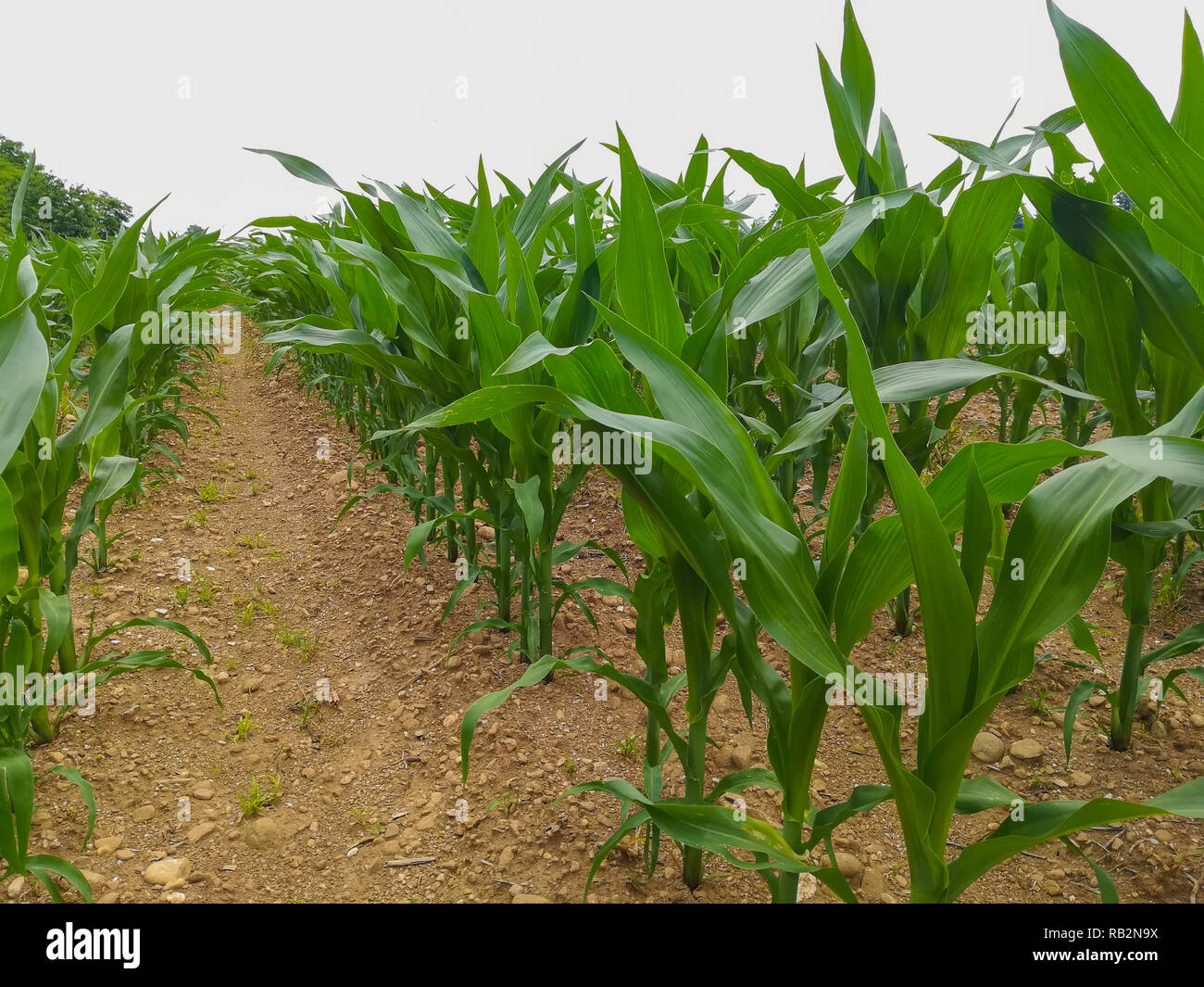 Maize panorama hi-res stock photography and images - Alamy