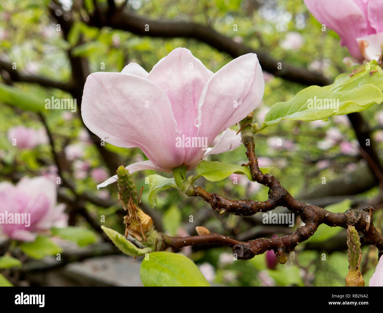 Pink magnolia in bloom Stock Photo - Alamy